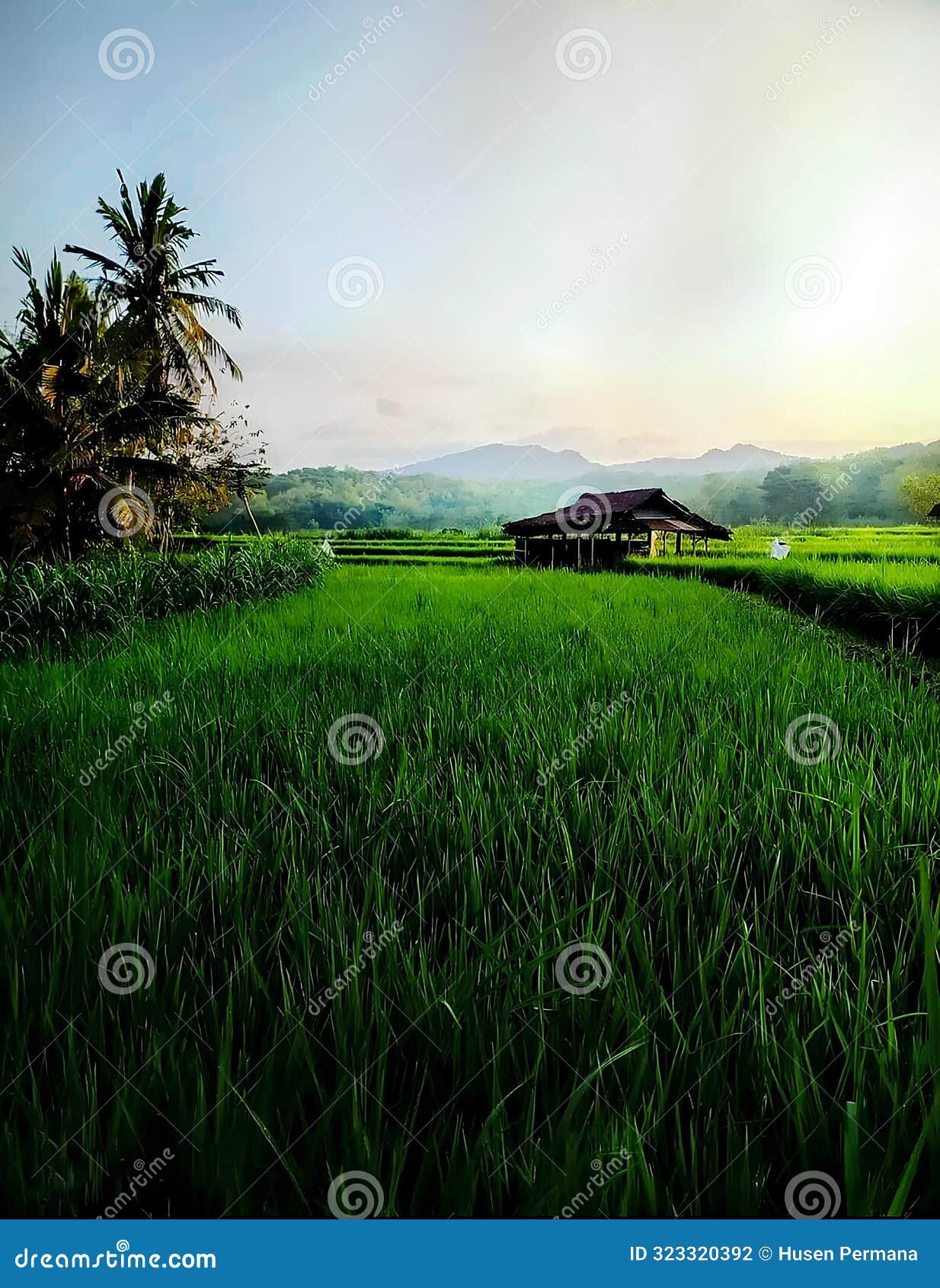 Barn in the Middle of Green Rice Fields Stock Photo - Image of green ...