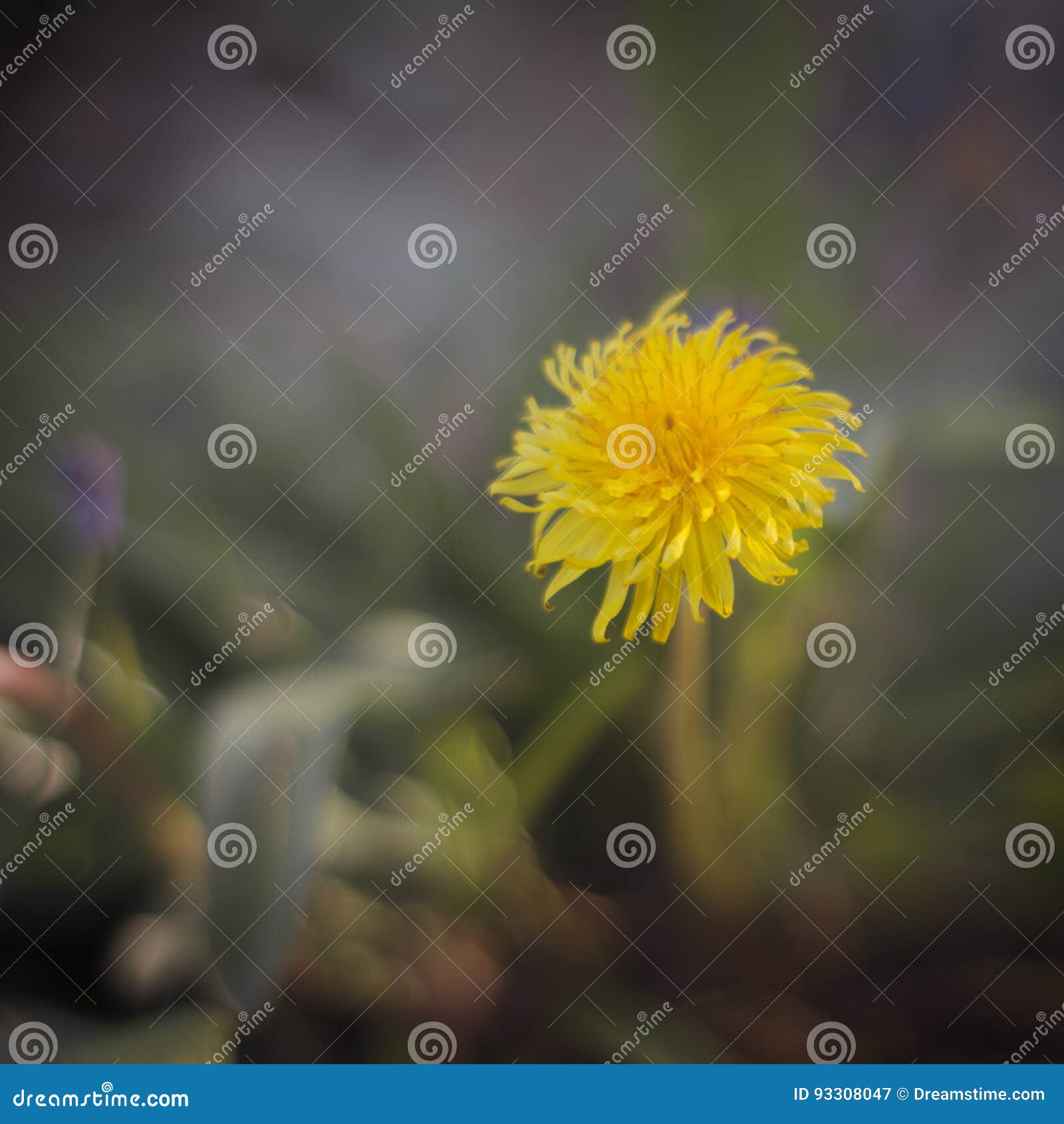 Showing the Sun Its Face stock image. Image of yellow - 93308047