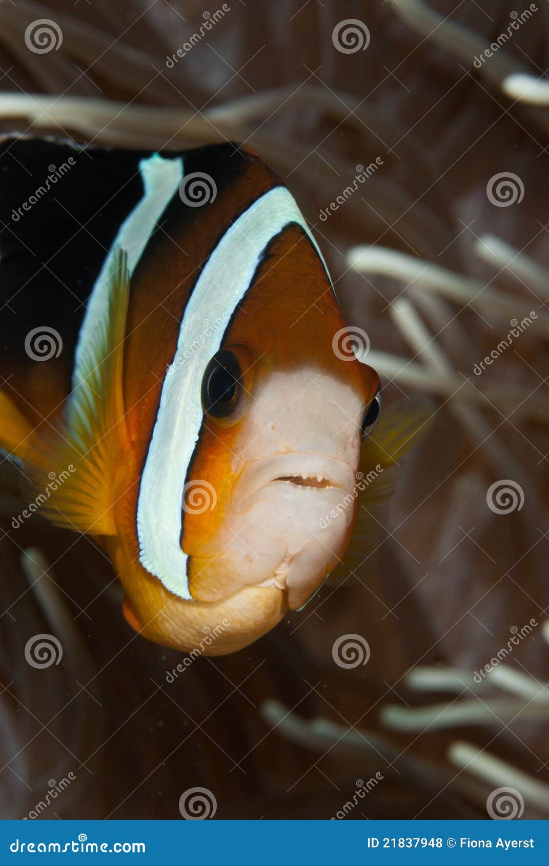 Showing teeth stock photo. Image of white, damselfish - 21837948