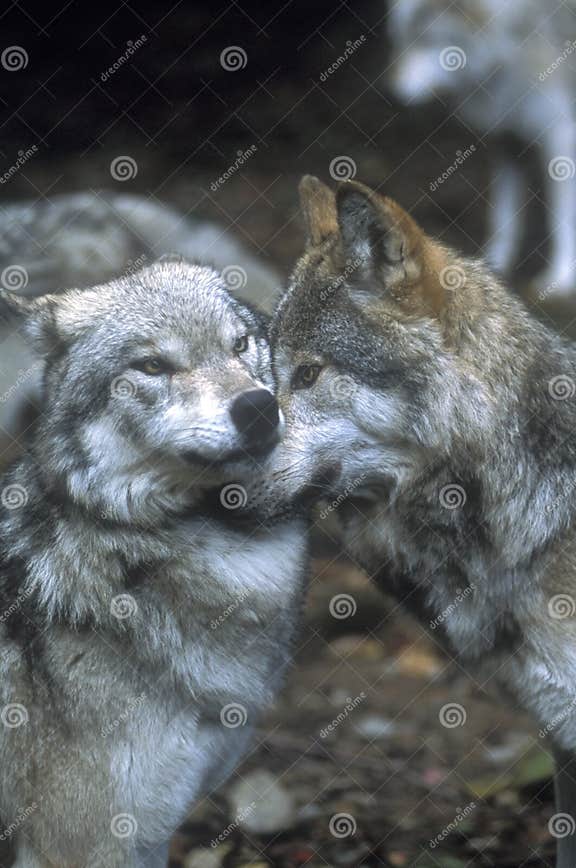 Showing wolf dominance stock photo. Image of power, wolfs - 46744