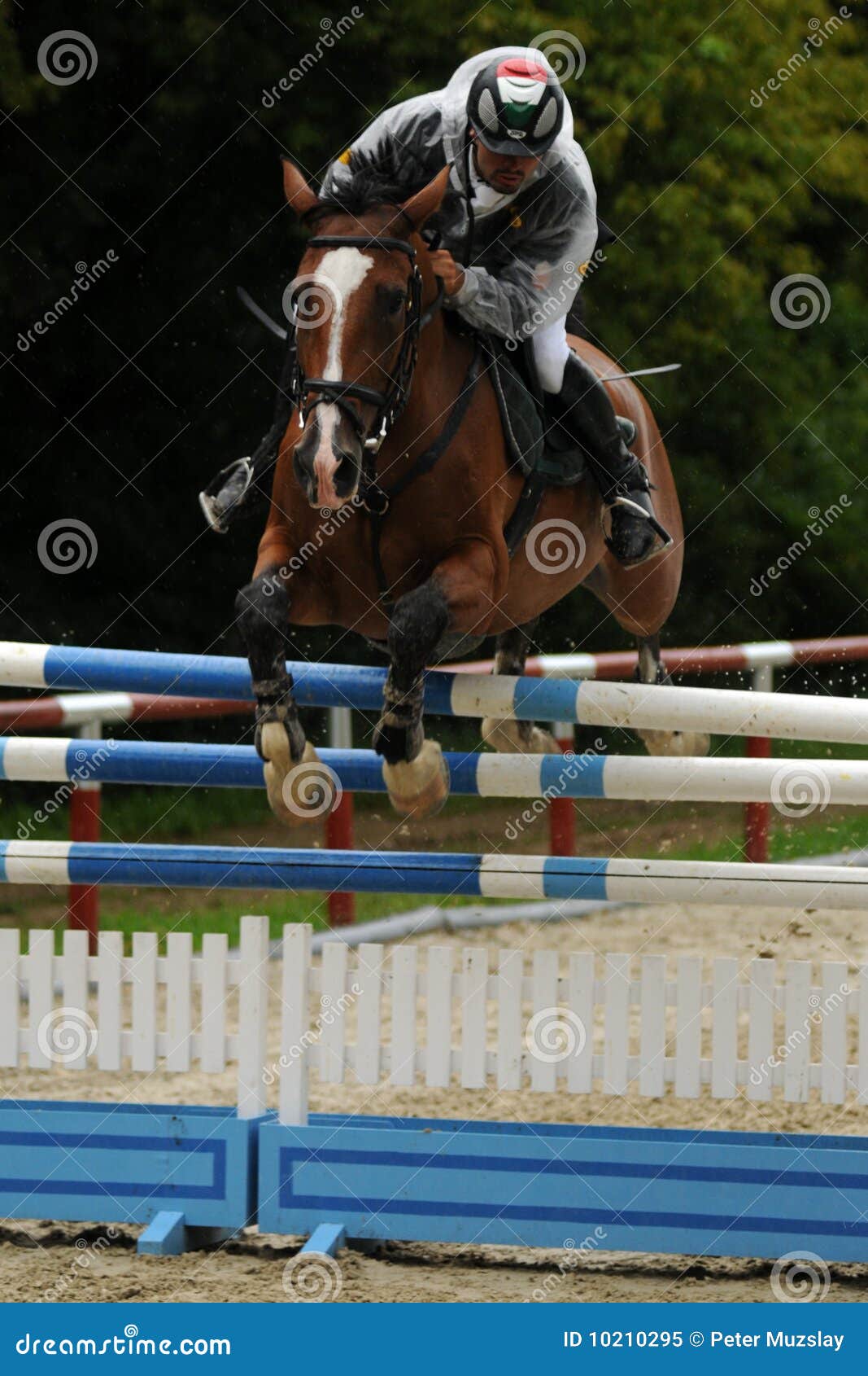 Showjumping action editorial image. Image of nature, equitation - 10210295