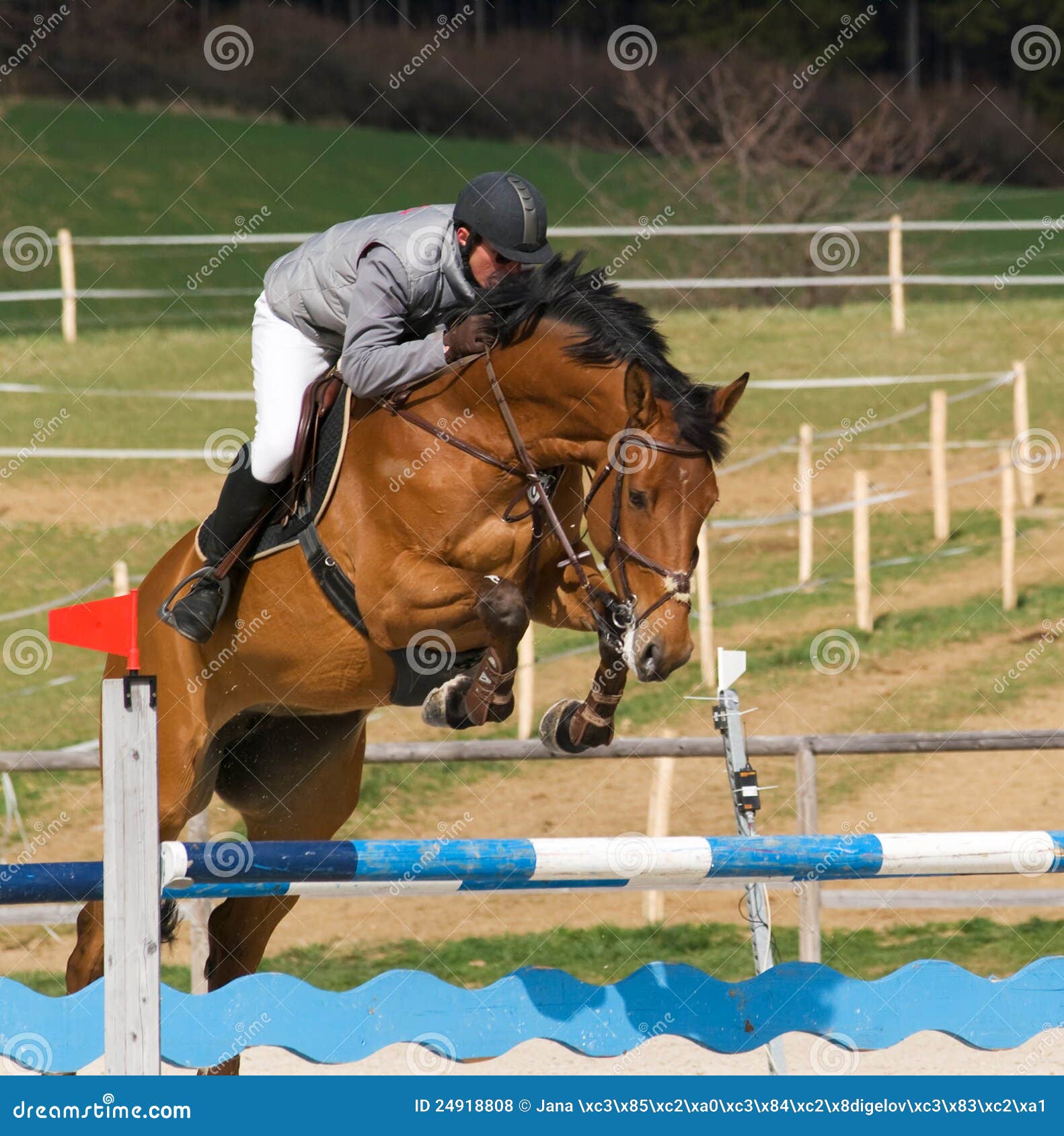 Showjumping competition stock photo. Image of ride, hurdle - 24918808