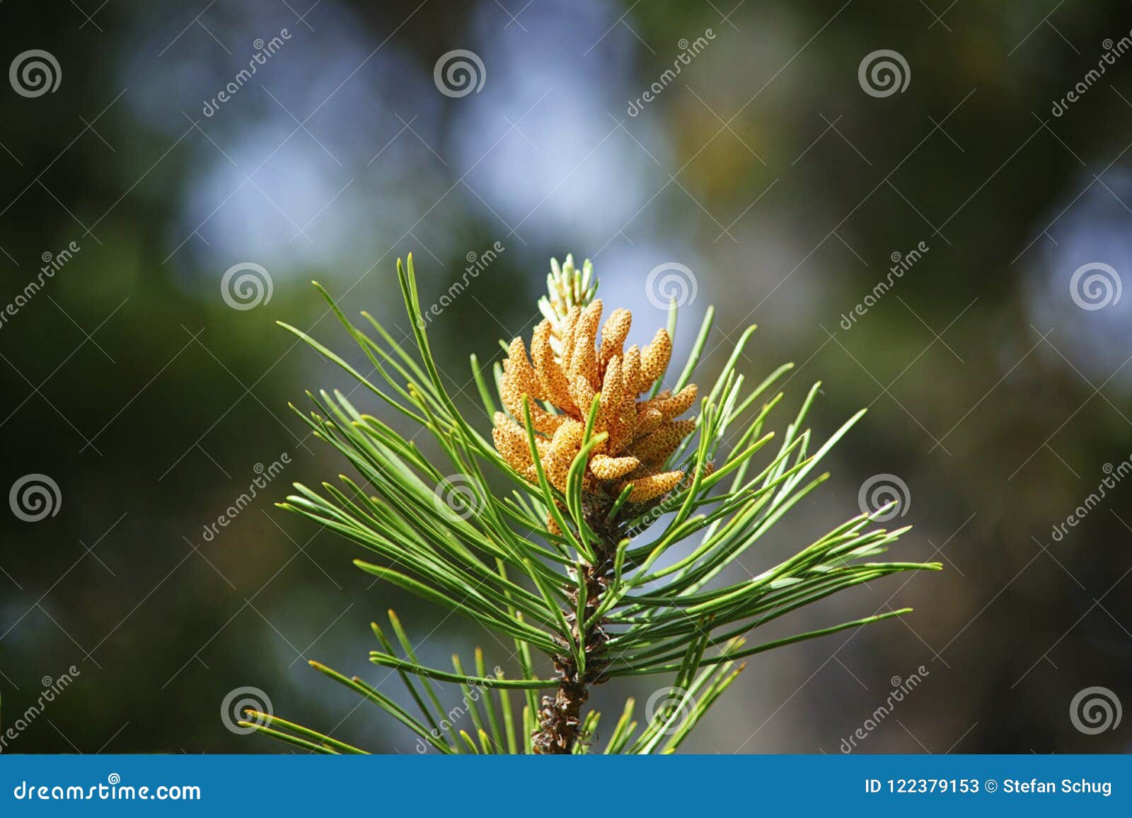 Pollen Cones of Pinus Contorta - Lodgepole Pine Stock Image - Image of ...