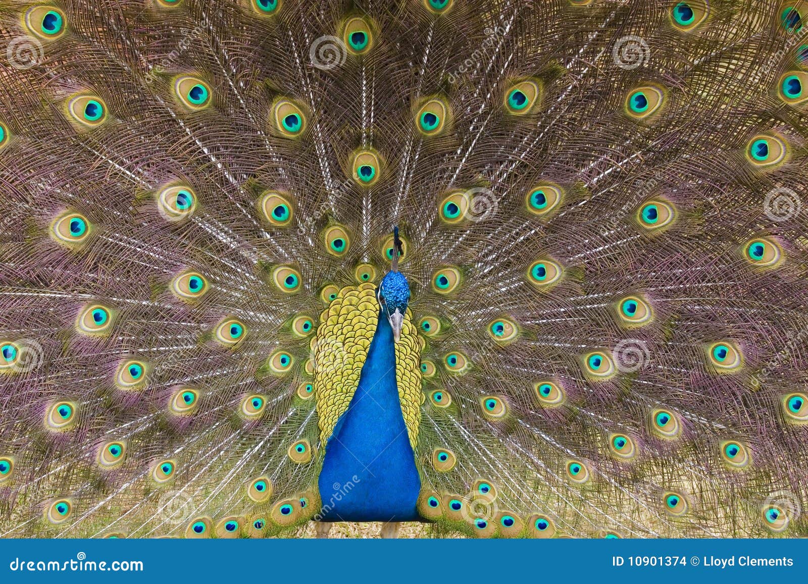Showoff stock photo. Image of show, bird, feathers, pride - 10901374