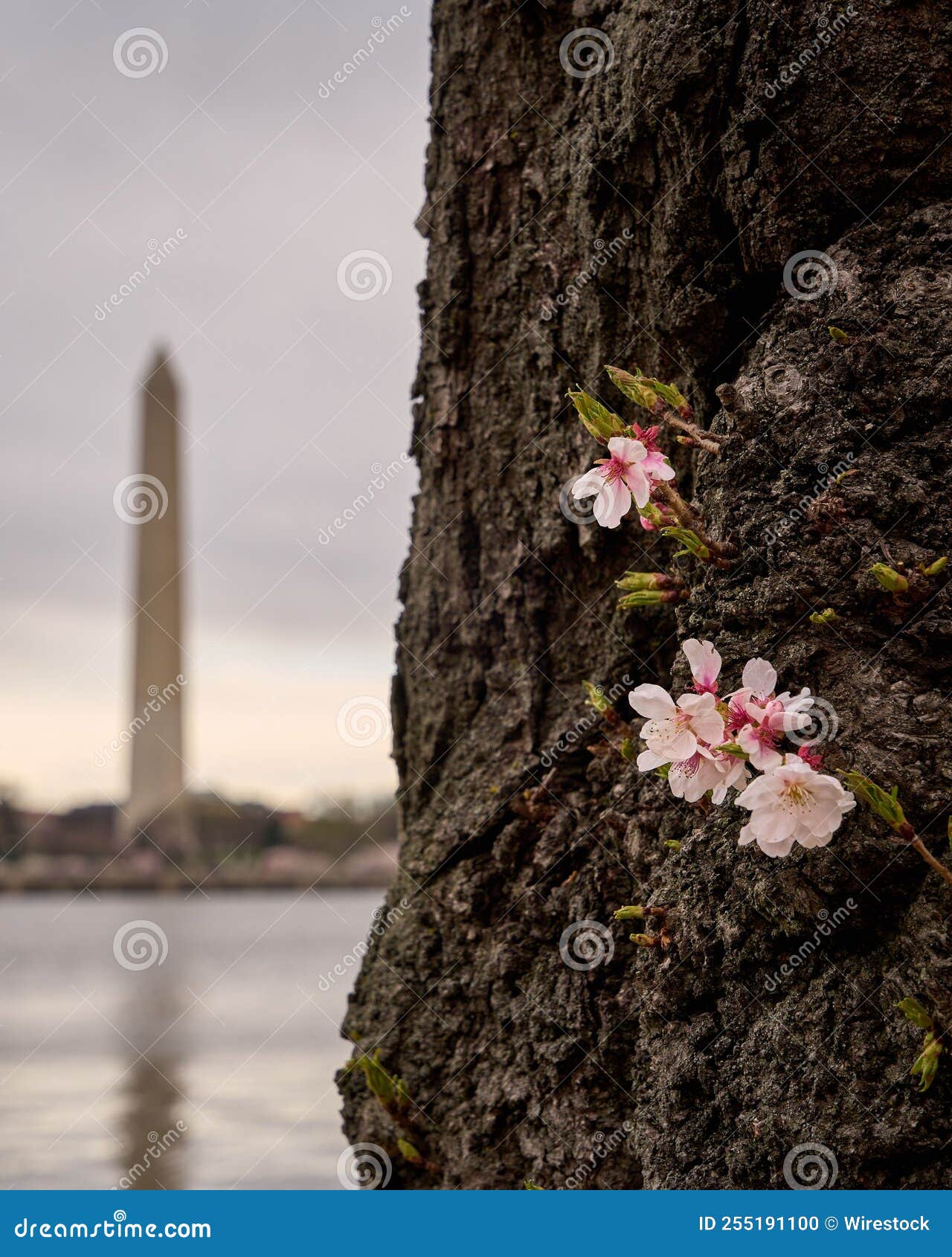 Shows Cherry Blossom Season at Washington DC Tidal Basin during Spring ...