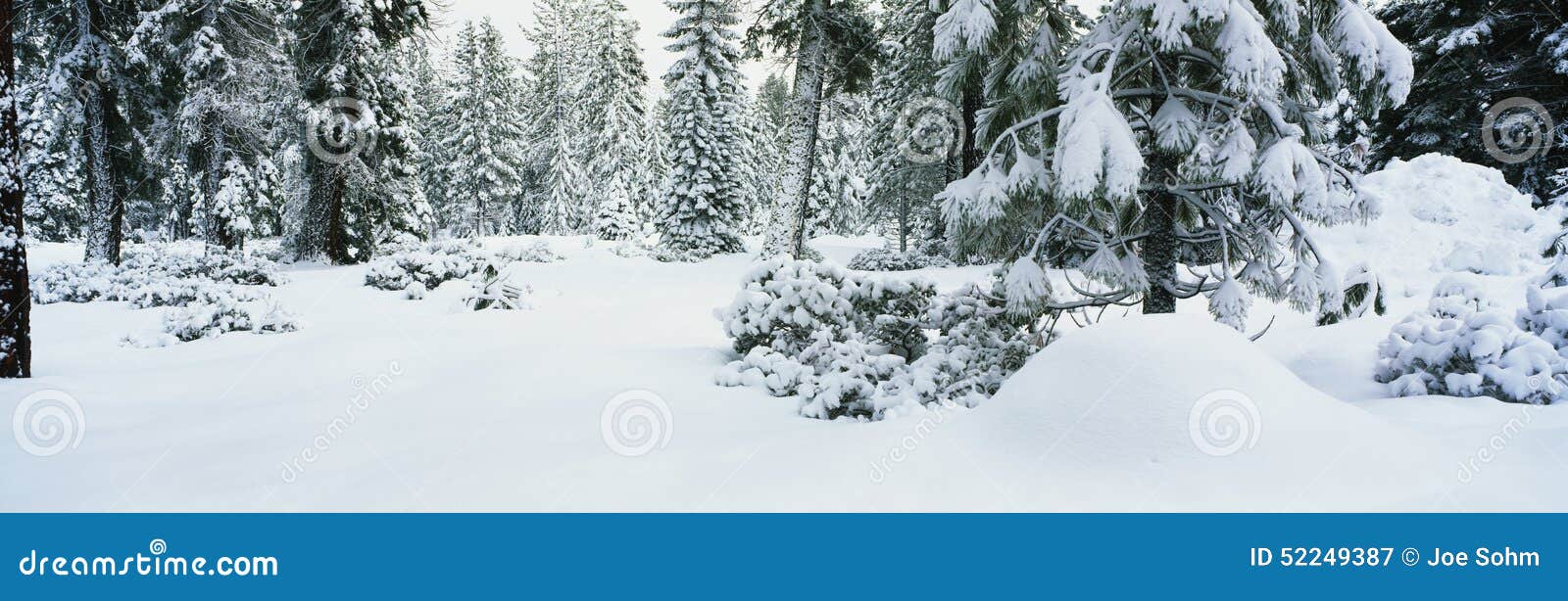 This Shows Trees after a Winter Snow Storm. the Snow Covered the ...