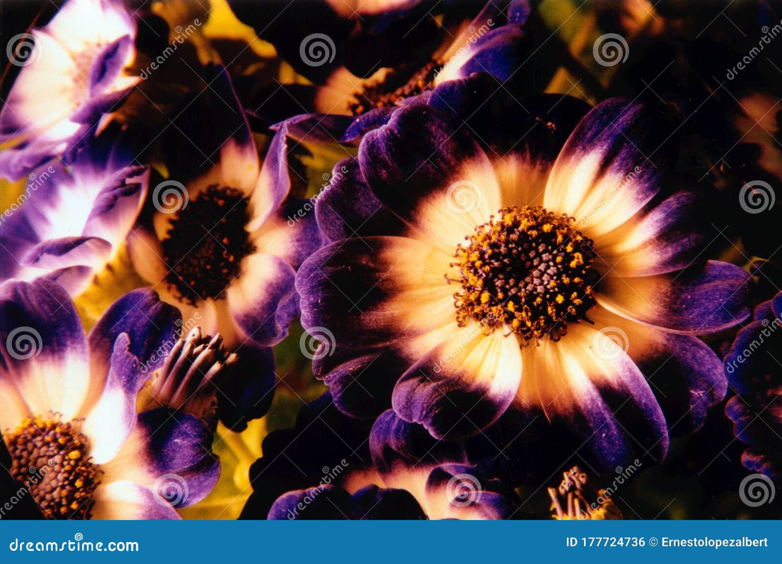 Showy flowers in spring stock photo. Image of floral - 177724736