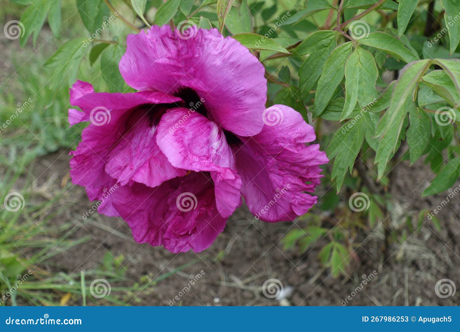 Showy Magenta Colored Flower of Tree Peony Stock Image - Image of flora ...