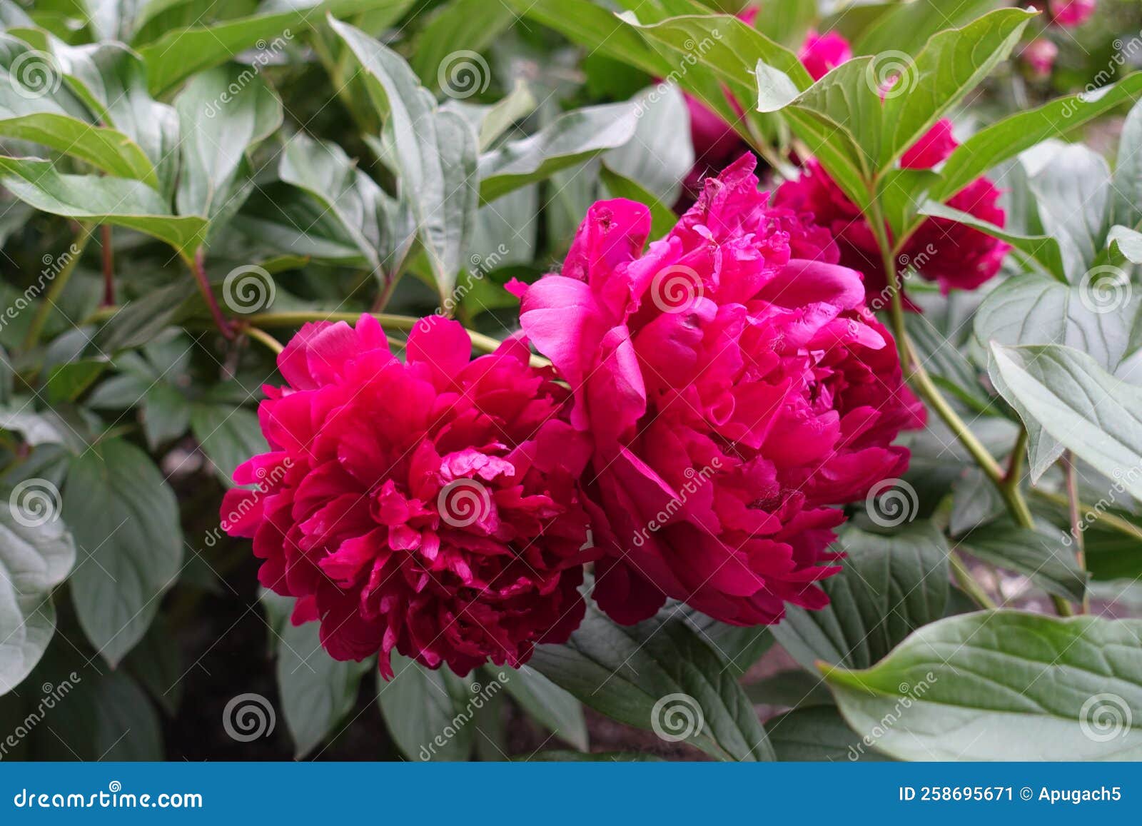 Showy Magenta-colored Flowers of Two Common Peonies in May Stock Image ...