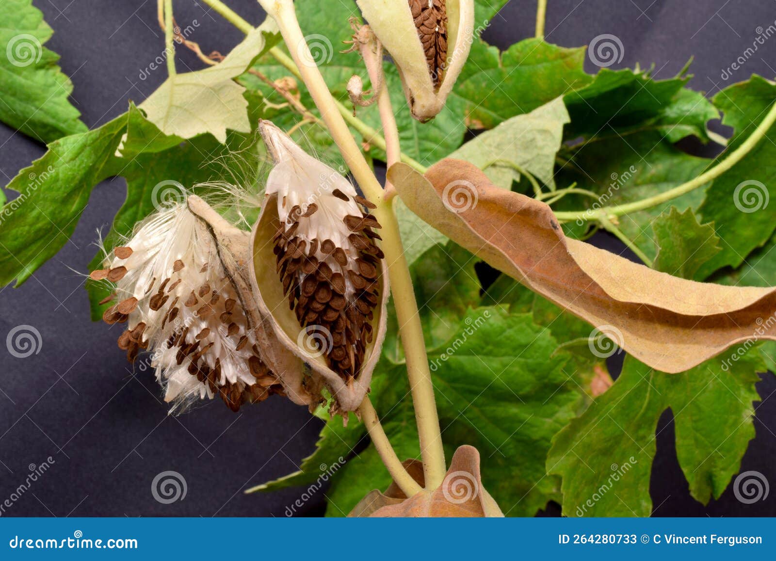 Showy Milkweed Pod Fluff in the Wind 03 Stock Image - Image of fluff ...