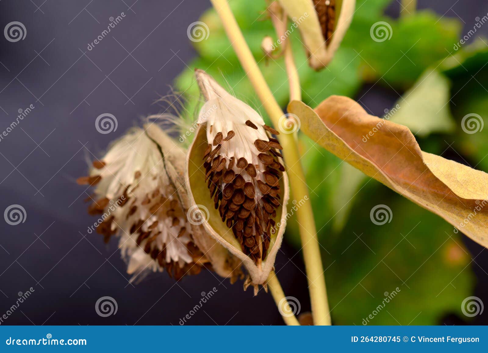Showy Milkweed Pod Fluff in the Wind 05 Stock Image - Image of ...