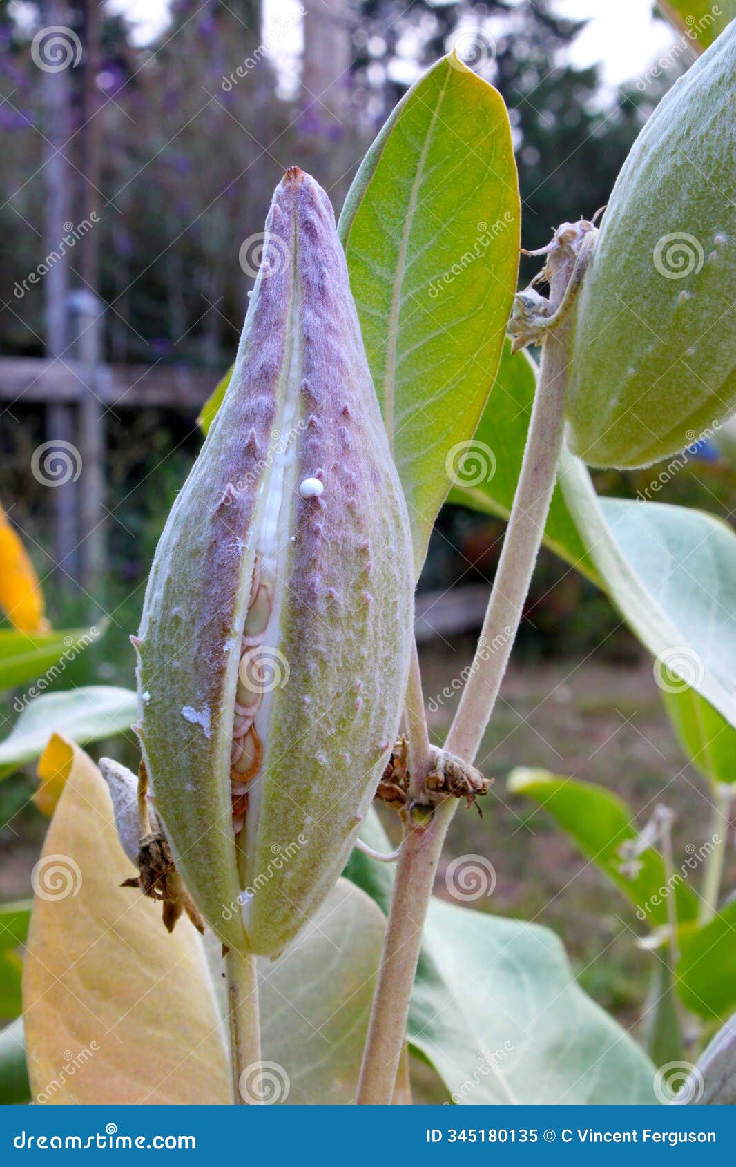 Showy Milkweed Seed Pod 02 stock image. Image of milkweed - 345180135