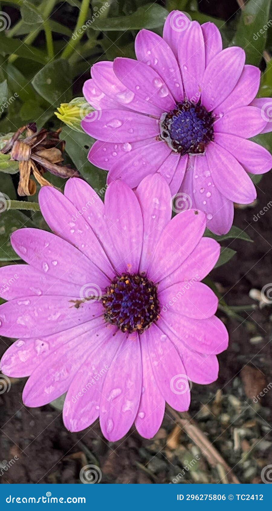 Showy Pink Flowers in the Nursery. Dimorphotheca Sinuata Stock Photo ...