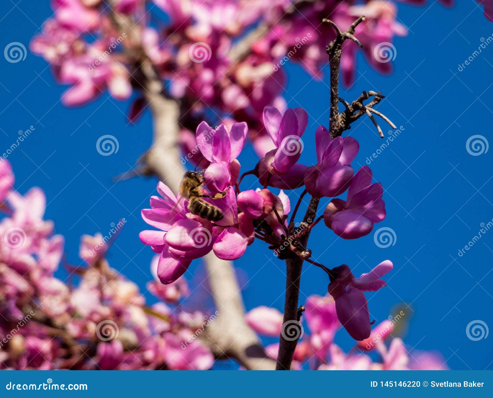 The Showy Redbud Flowering Tree Branch Stock Photo - Image of bloom ...
