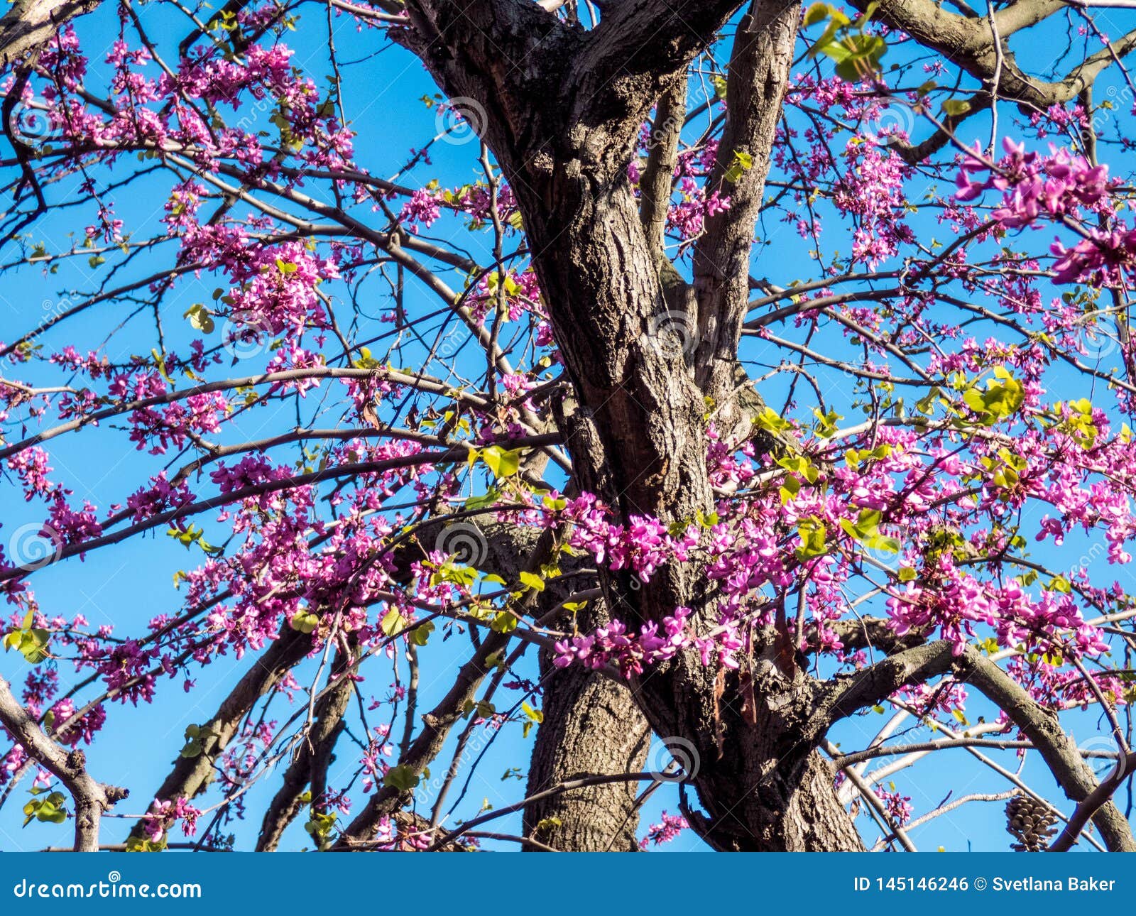 The Showy Redbud Flowering Tree Branch Stock Photo - Image of showy ...