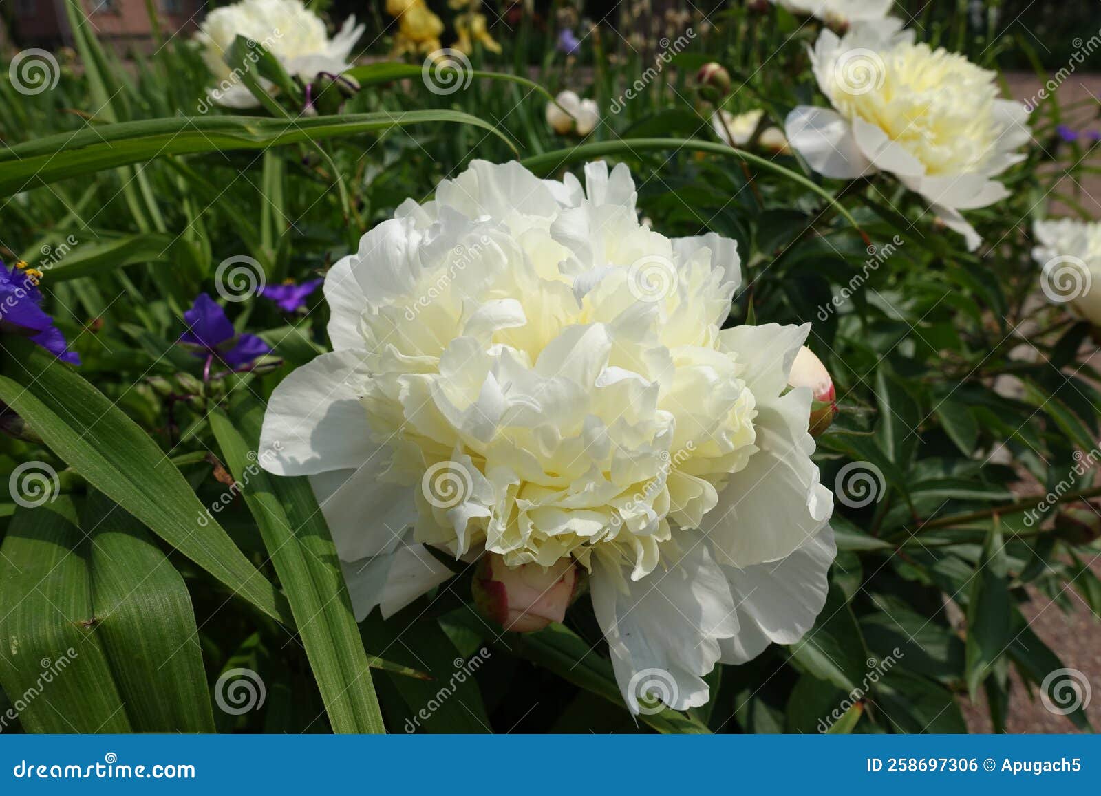 Showy White Flowers of Peonies in May Stock Photo - Image of june ...