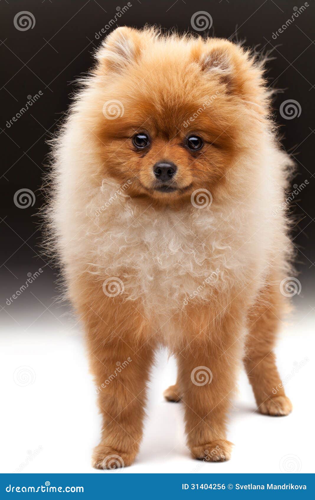 Shpitz puppy stock photo. Image of small, spitztype, shpitz - 31404256