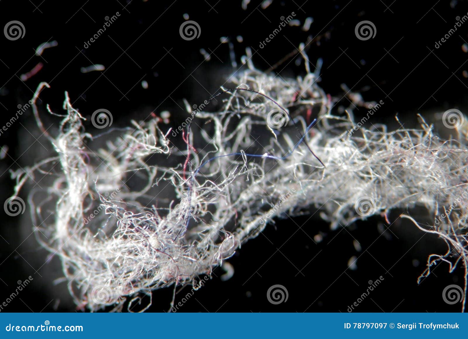 Shred of House Dust Fibers by Microscope on Black Background Stock ...