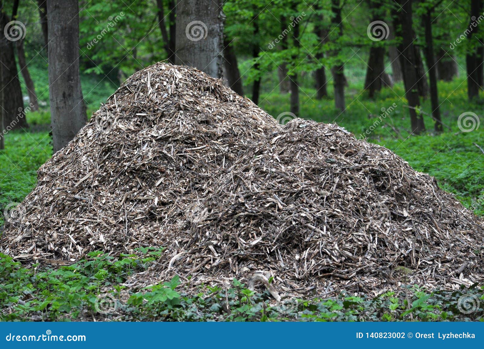 Shredded Branches of Trees and Shrubs Stock Photo - Image of burning ...