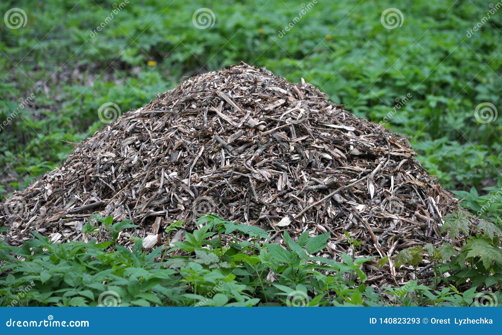 Shredded Branches of Trees and Shrubs Stock Image - Image of mulch ...