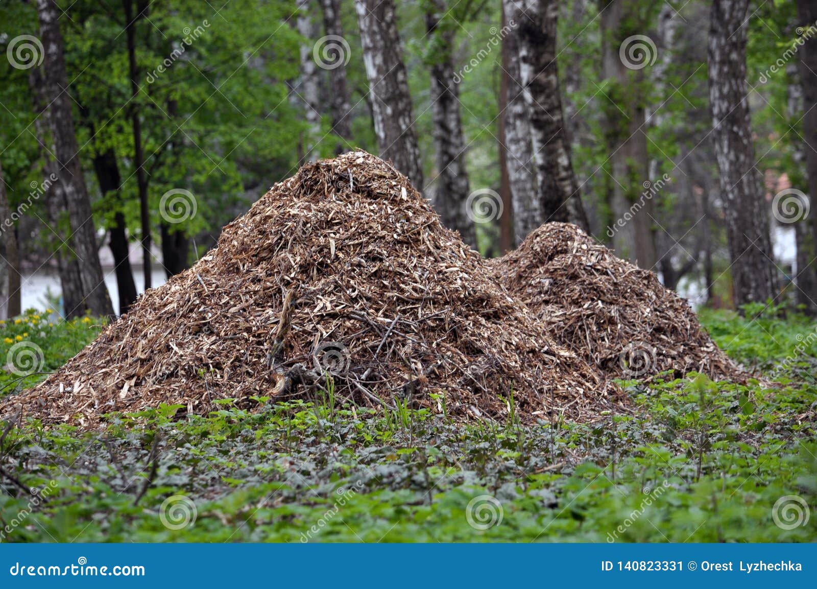 Shredded Branches And Vines In A Container Electric Garden Grinder To ...