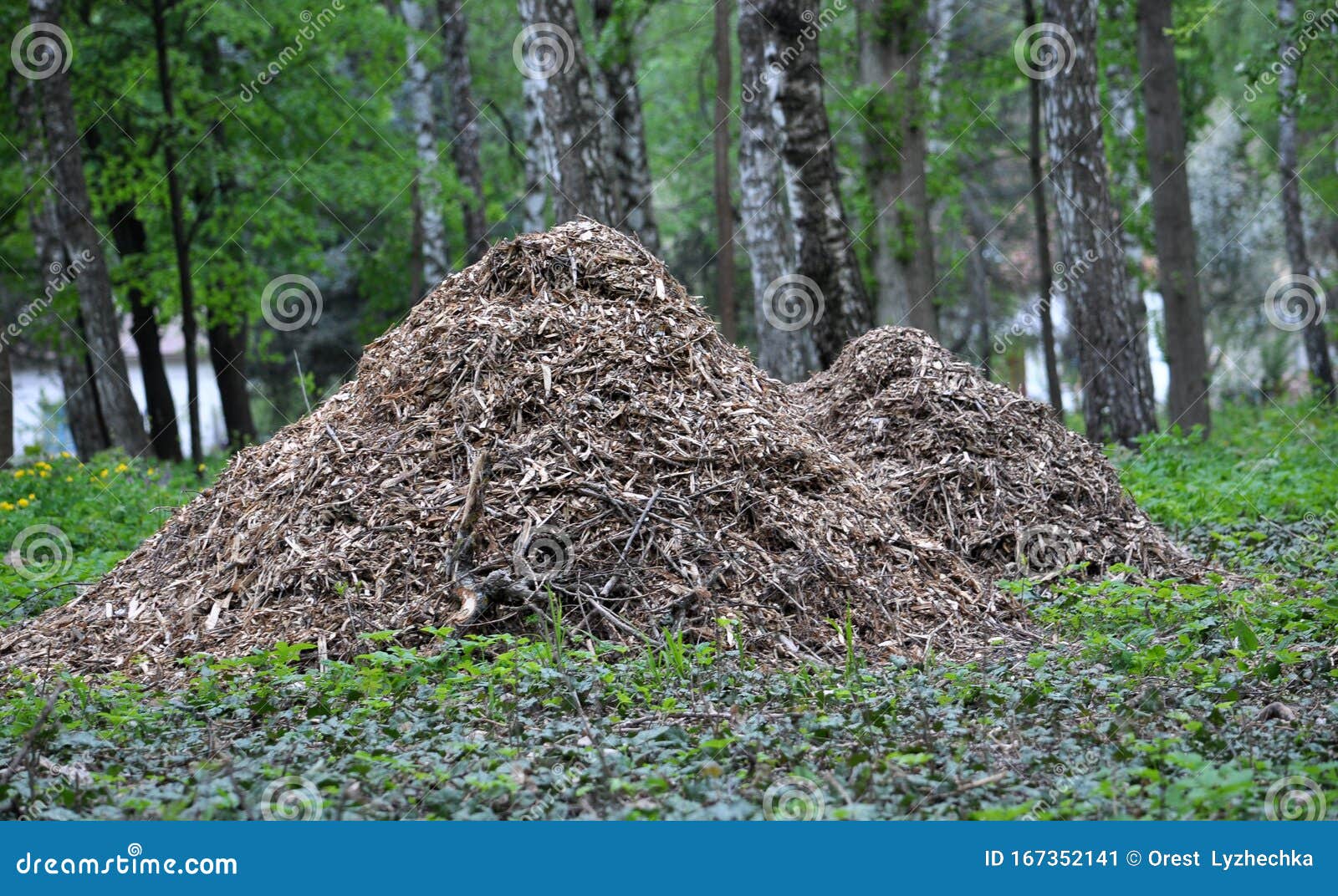 Shredded Branches of Trees and Shrubs Stock Image - Image of boiler ...