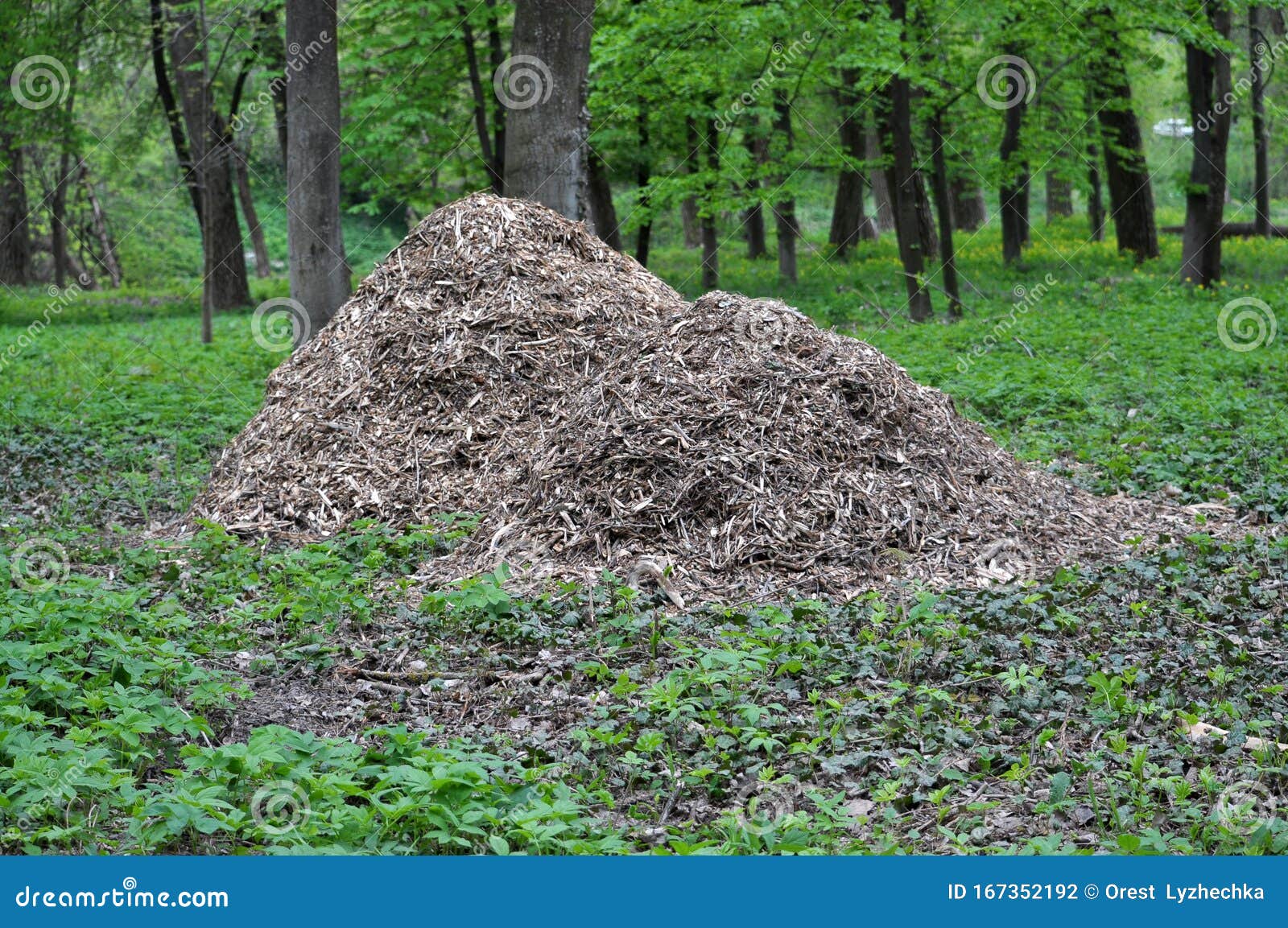 Shredded Branches And Vines In A Container Electric Garden Grinder To ...