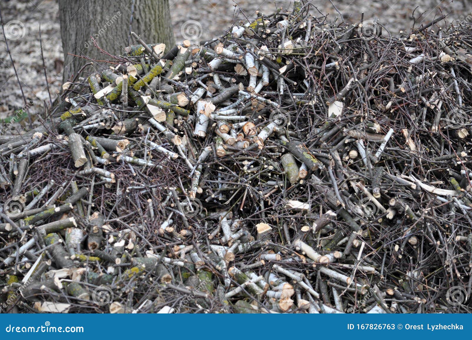 Shredded Branches of Trees and Shrubs Stock Image - Image of broken ...