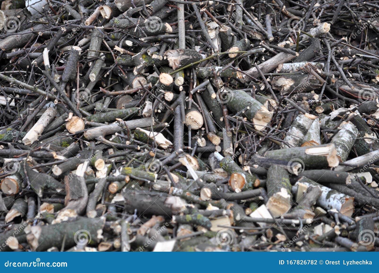 Shredded Branches Of Trees And Shrubs Stock Image | CartoonDealer.com ...