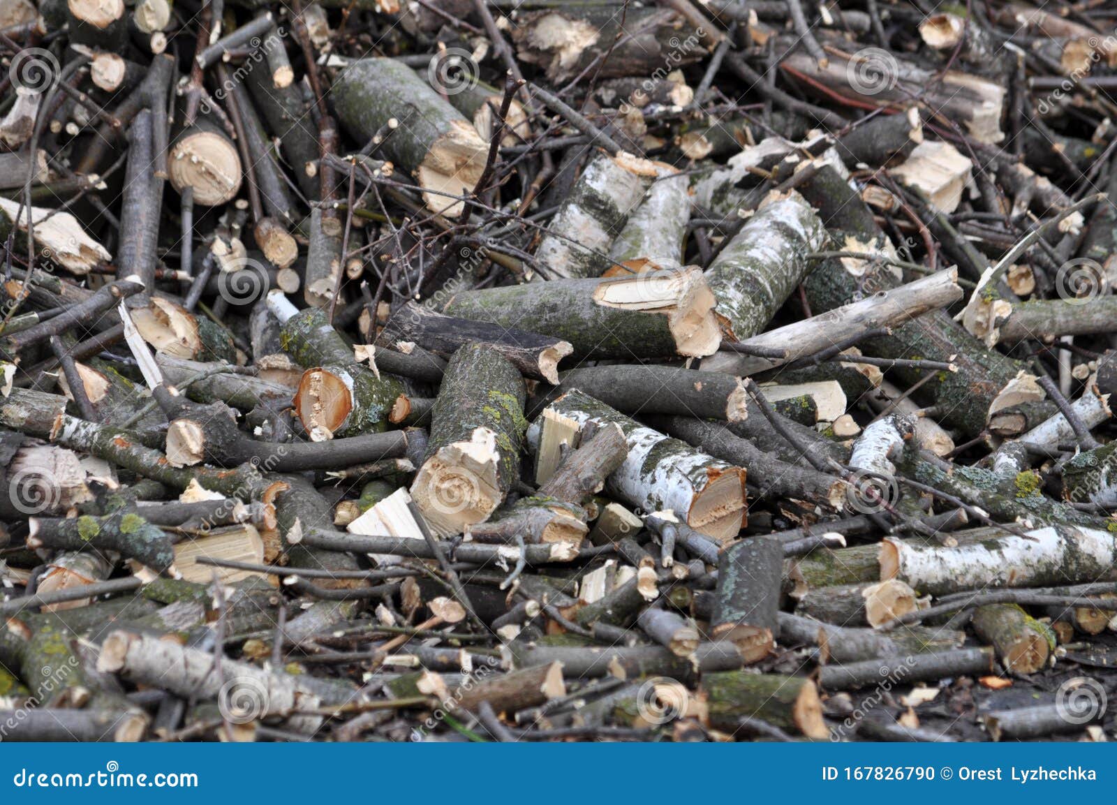 Shredded Branches of Trees and Shrubs Stock Photo - Image of garden ...