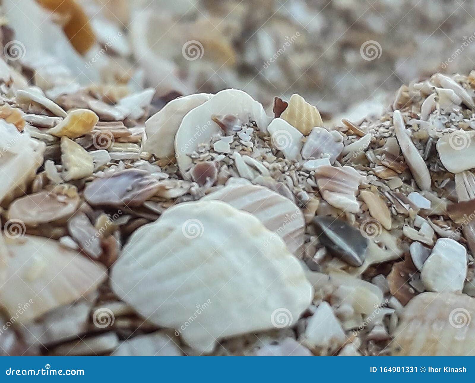 Shredded seashells stock image. Image of kherson, material - 164901331