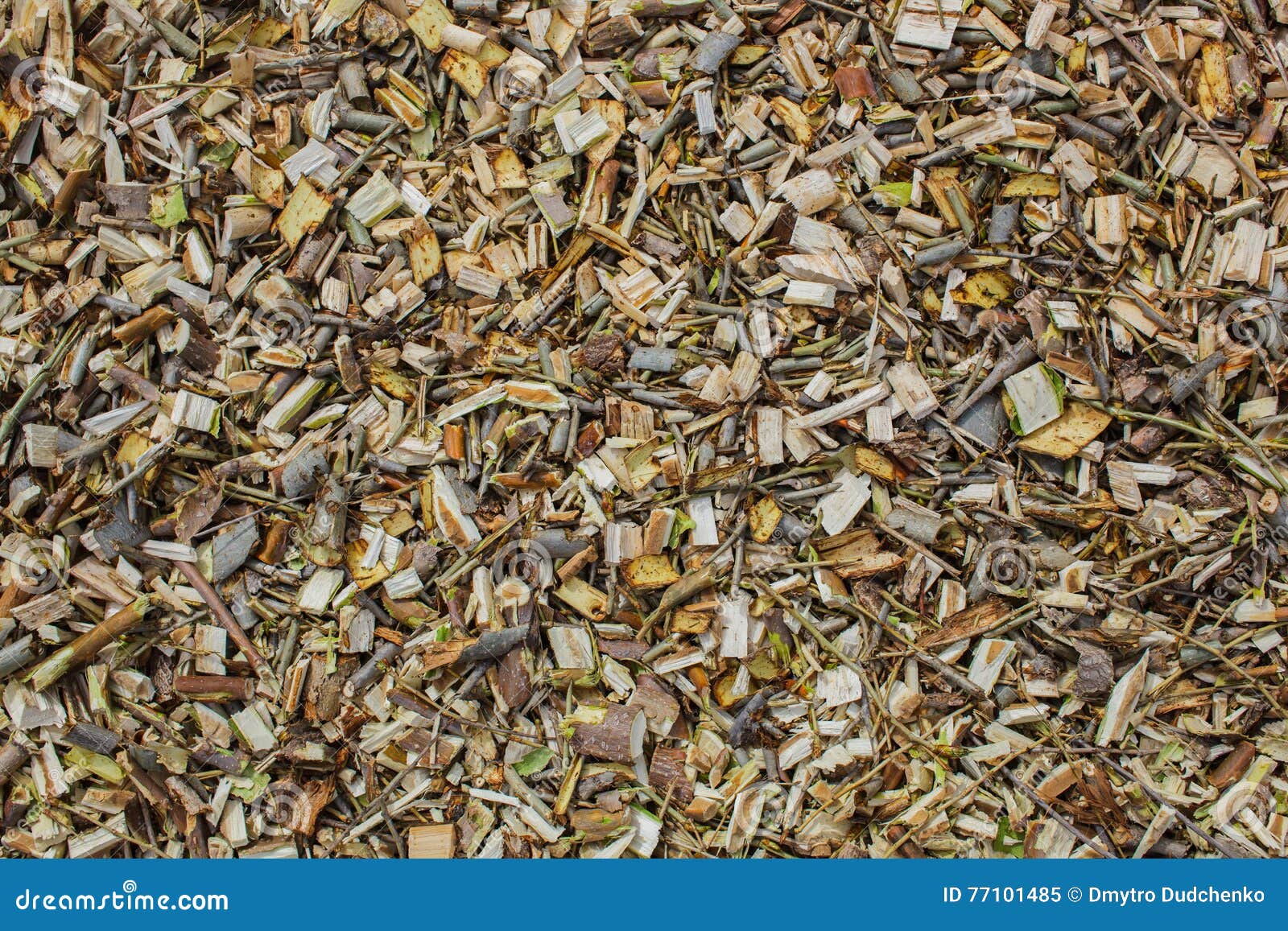 Shredded Tree Branches and Bushes Lie on the Ground. Stock Image ...