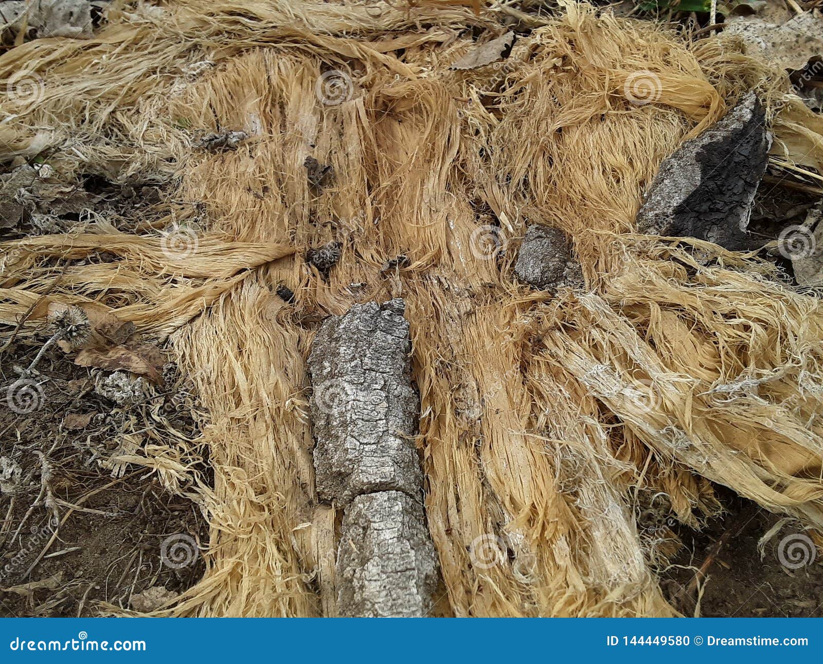 Shredded Tree Light Bark in Woods Stock Photo - Image of bark, light ...
