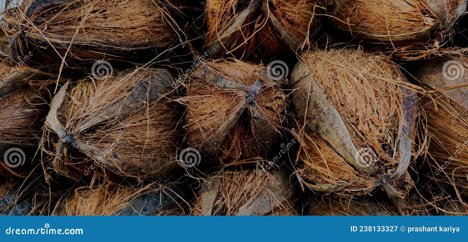 Shree Fal or Nariyal for Pooja Stock Image - Image of shree, tree ...