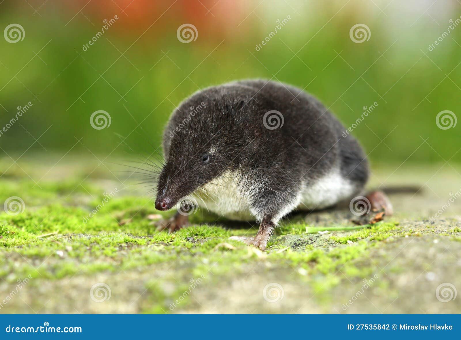 Shrew stock photo. Image of snout, mammal, little, wild - 27535842