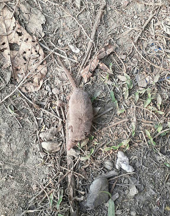 Shrew with a Long Pointed Snout Stock Photo - Image of shrewtinyeyes ...