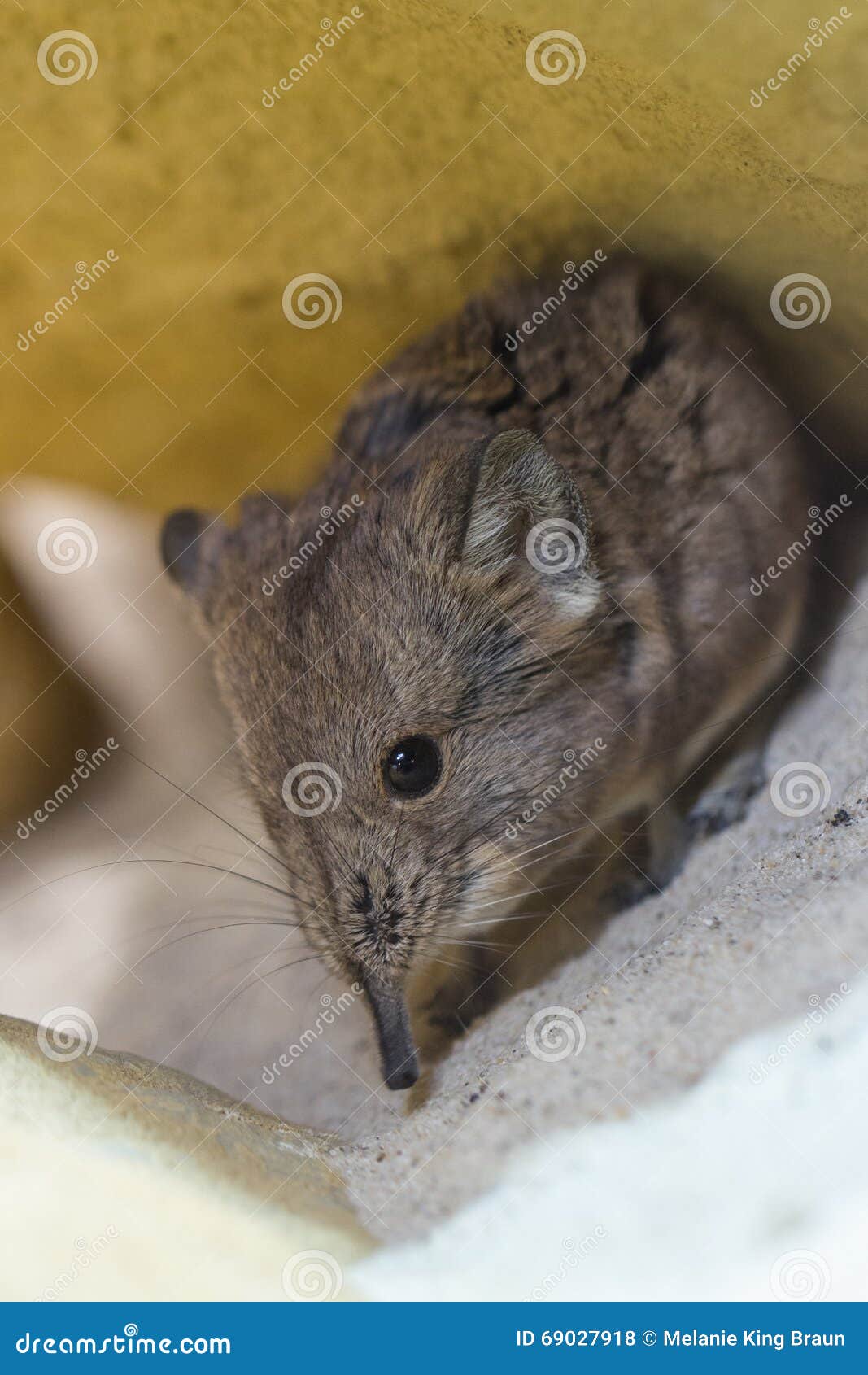 Shrew - Soricidae stock photo. Image of small, mammal - 69027918