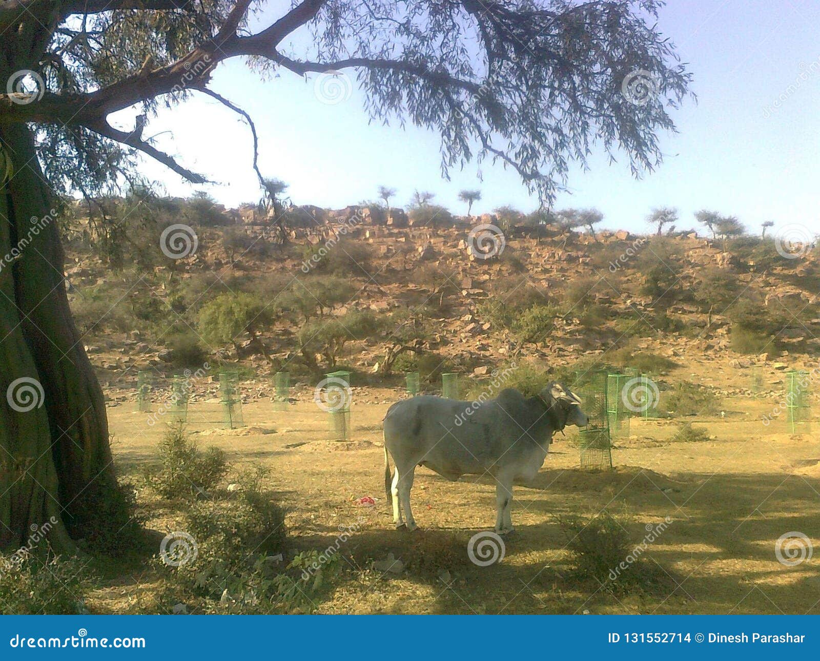 Shri Girraj Parwat stock photo. Image of goverdhan, shri - 131552714