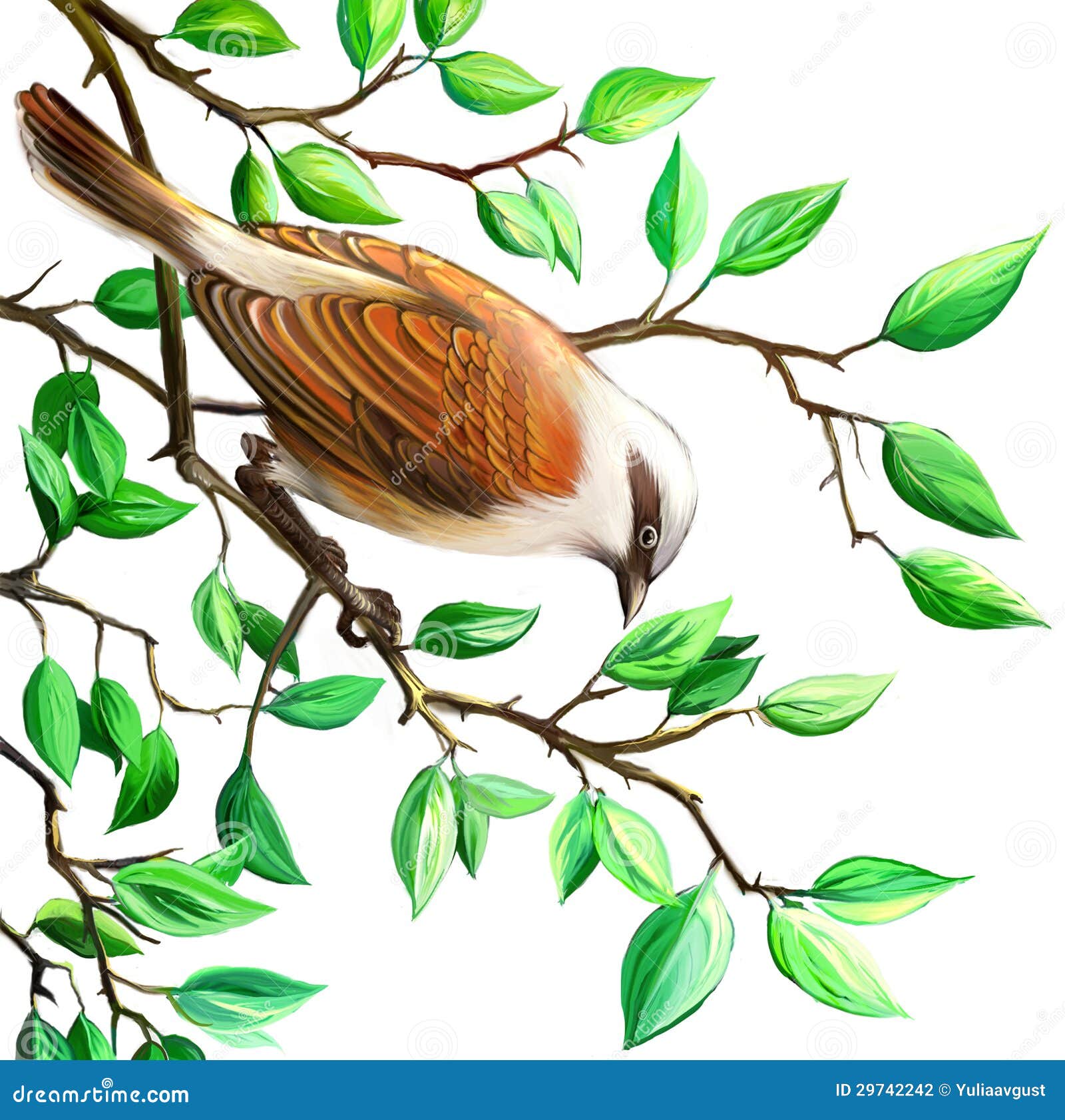 Shrike. Bird on the Tree Branch Stock Illustration - Illustration of ...