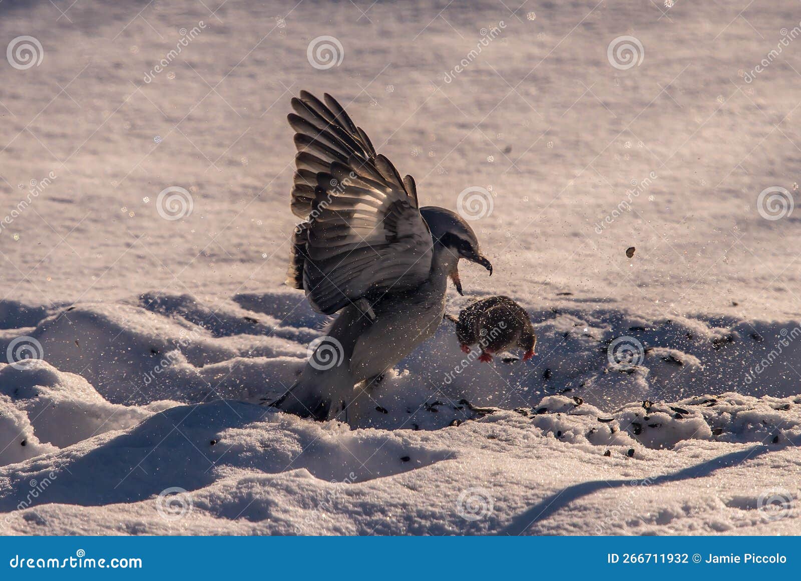 Shrike killing mole stock photo. Image of waterfowl - 266711932
