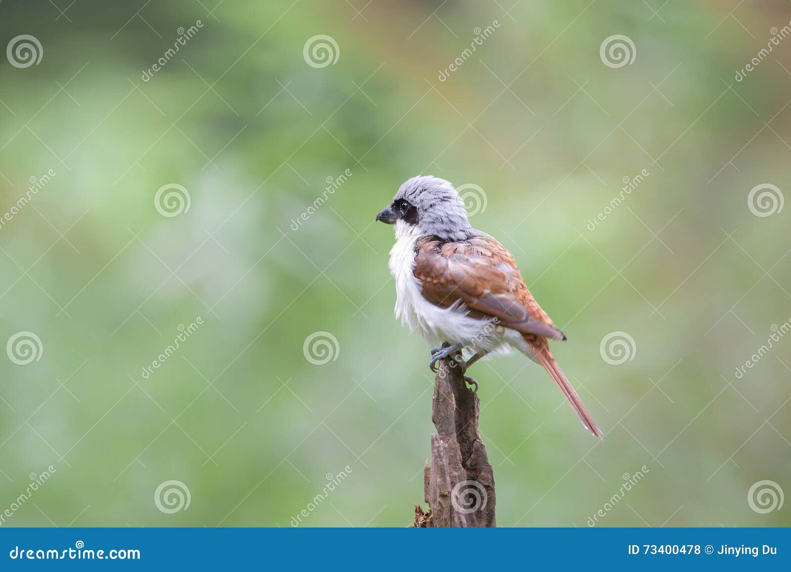 Shrike stock photo. Image of animal, wildlife, shrike - 73400478