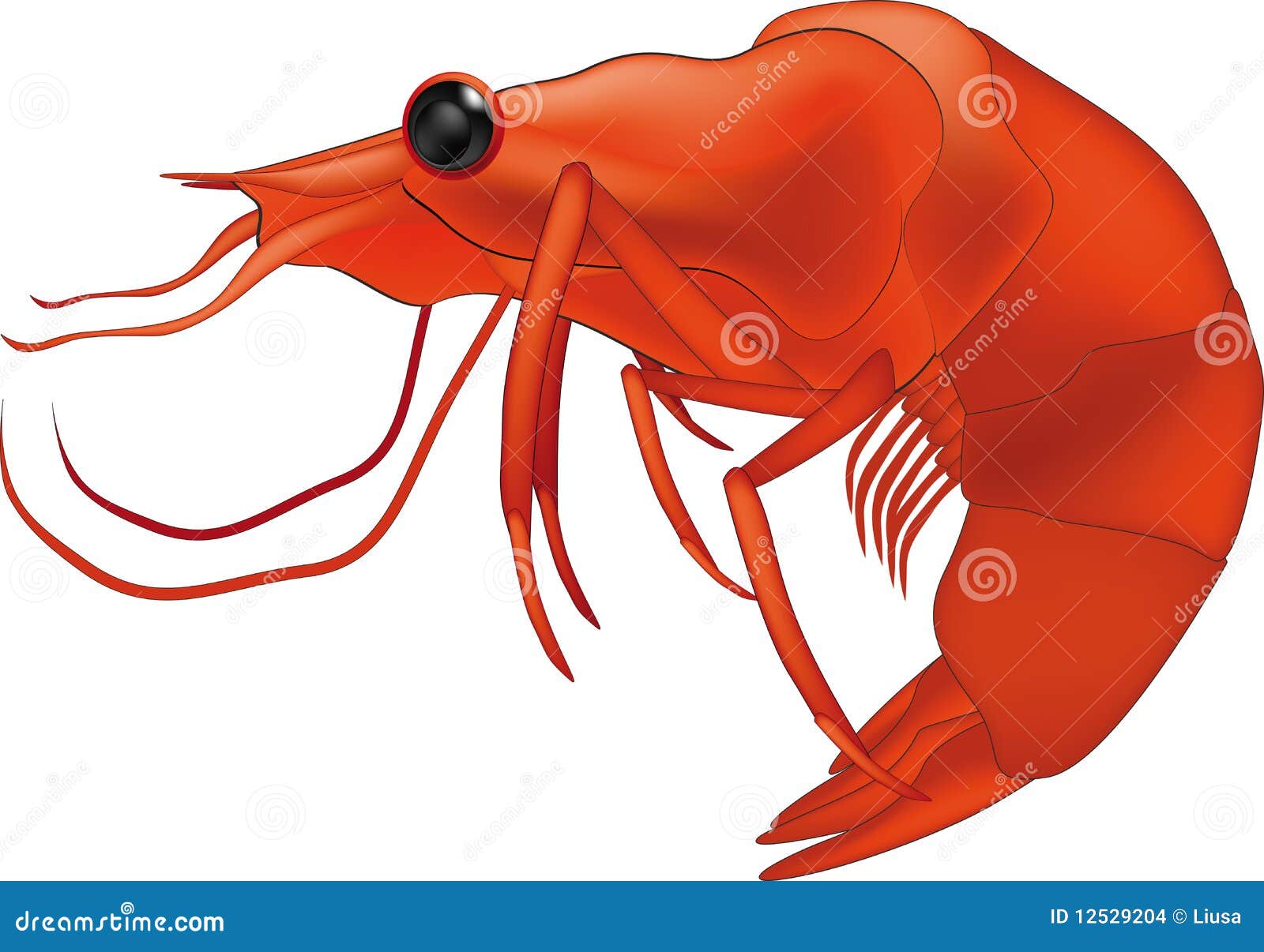 Shrimp Animals Stock Illustrations – 2,355 Shrimp Animals Stock ...