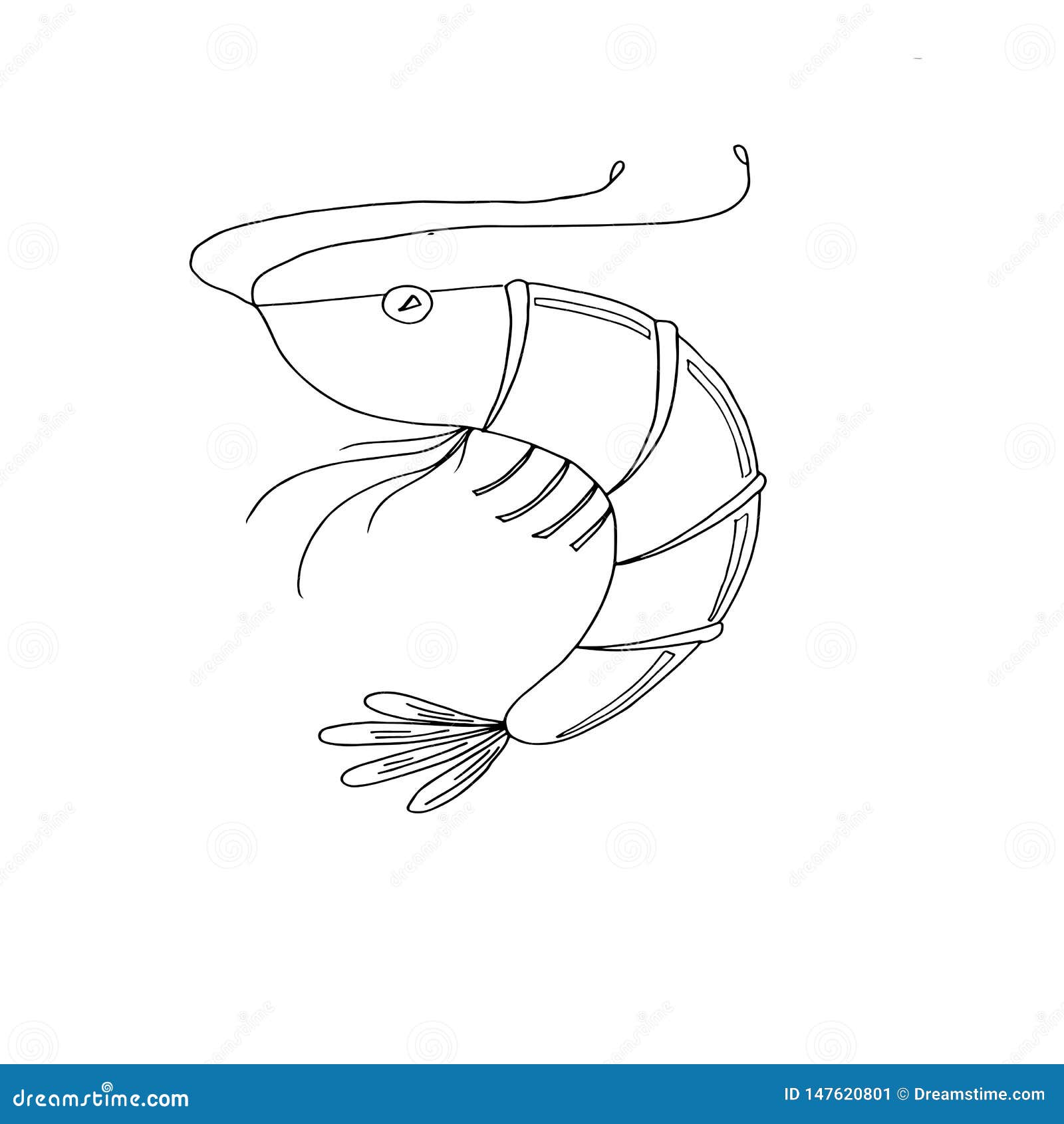 Shrimp sketchy drawing stock illustration. Illustration of vector ...