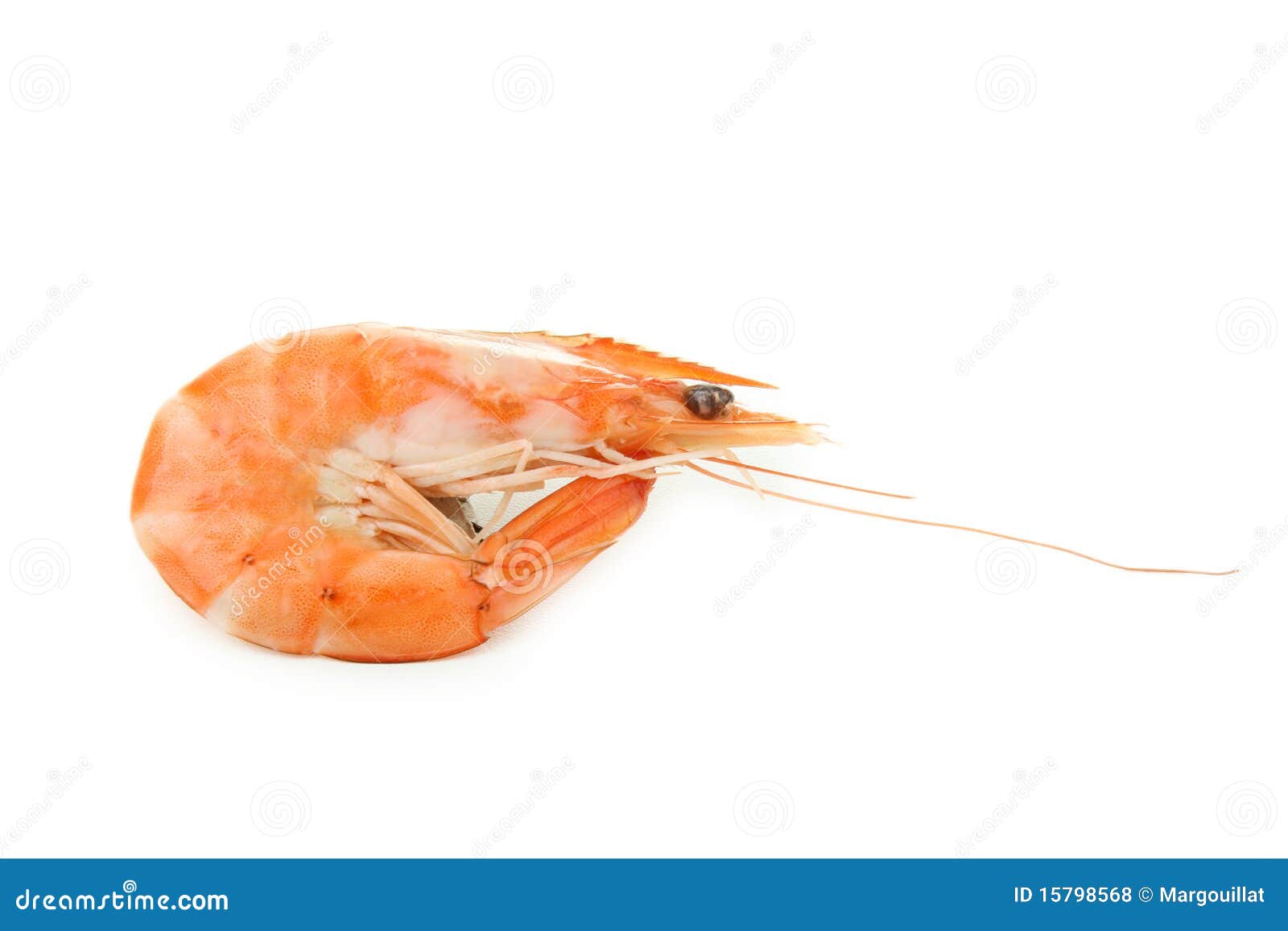 Shrimp stock photo. Image of single, food, white, nutrition - 15798568