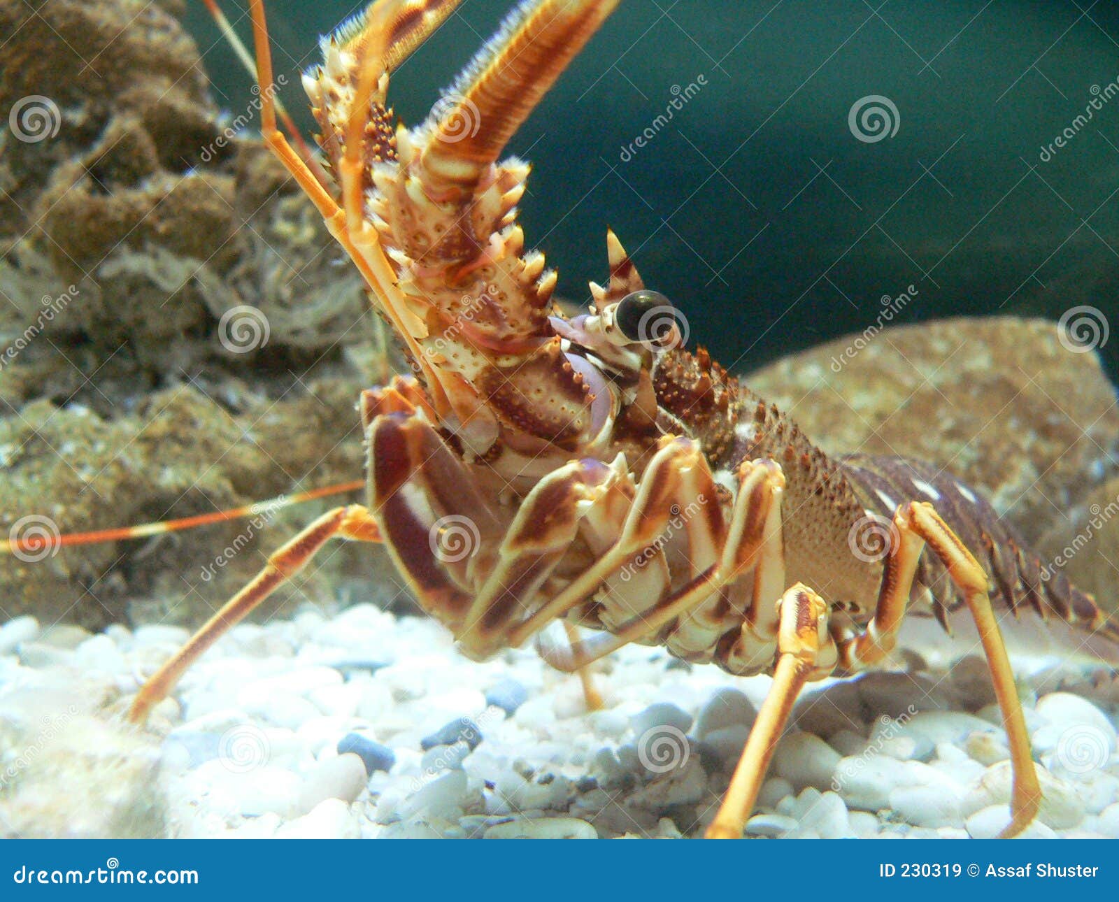 Shrimp stock image. Image of creature, shrimp, dive, shell - 230319