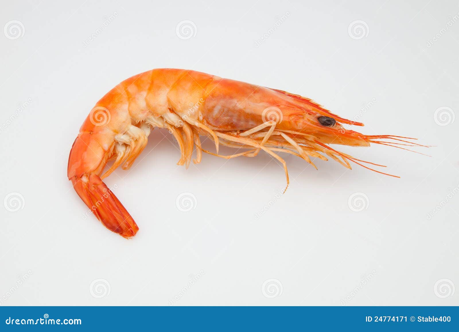 Shrimp stock image. Image of seafood, prawn, delicacy - 24774171