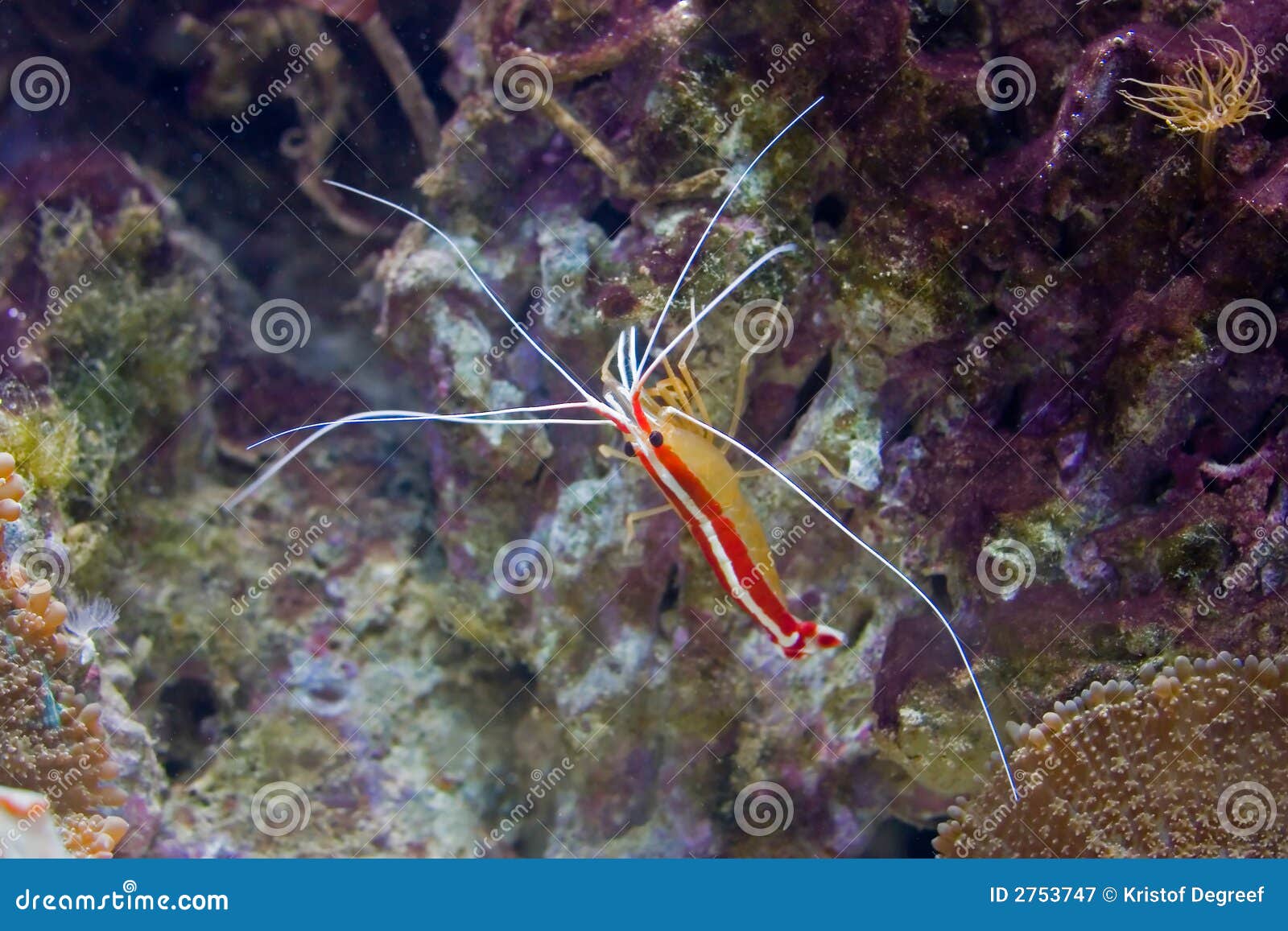Shrimp stock image. Image of marine, banded, shrimp, color - 2753747