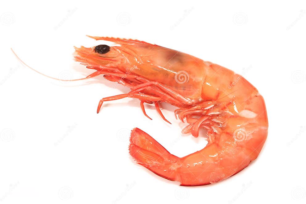 Shrimp stock image. Image of macro, single, tails, shellfish - 3317101