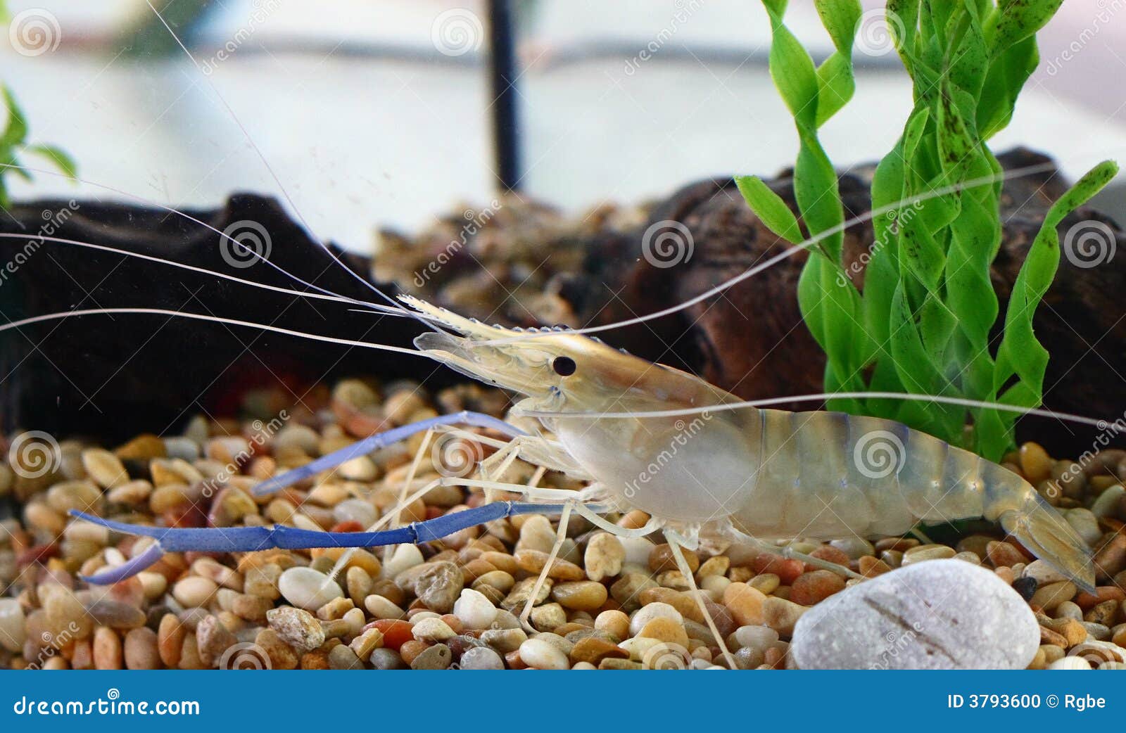 Shrimp stock photo. Image of unwonted, cute, animal, beautiful - 3793600
