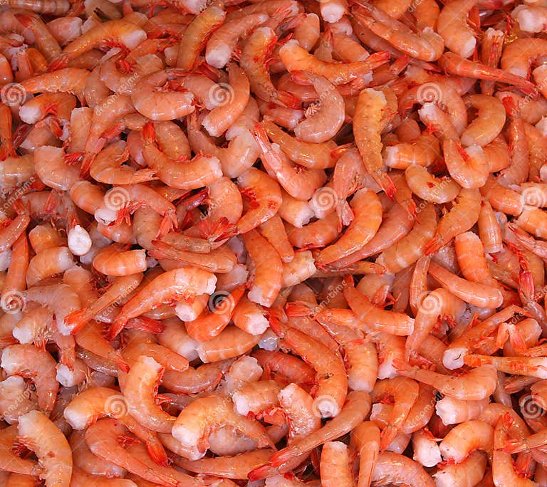 Shrimp stock photo. Image of seafood, steam, fishing, ocean - 660422